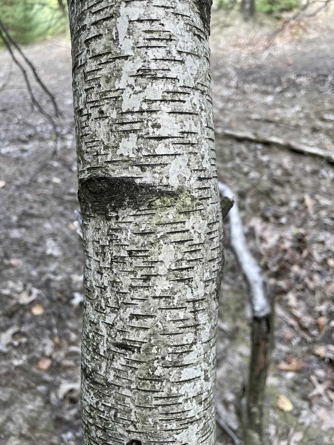 Grey Birch | CMP Tree Selection Tool